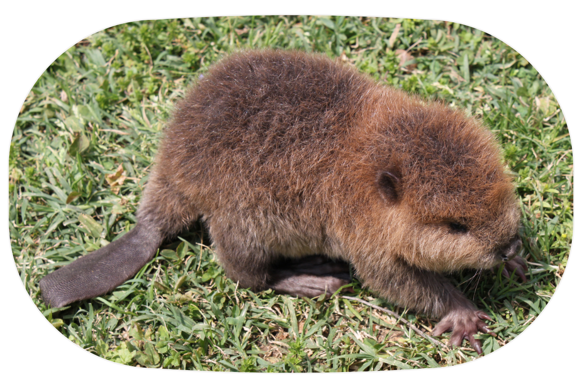baby beaver born in Northumberland